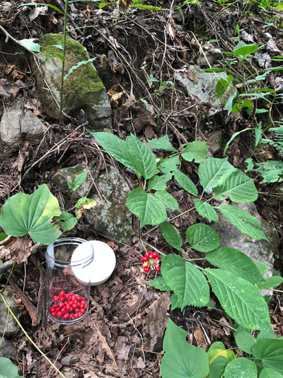 Romancing The Root: The Passions And Perils Of Wild American Ginseng ...