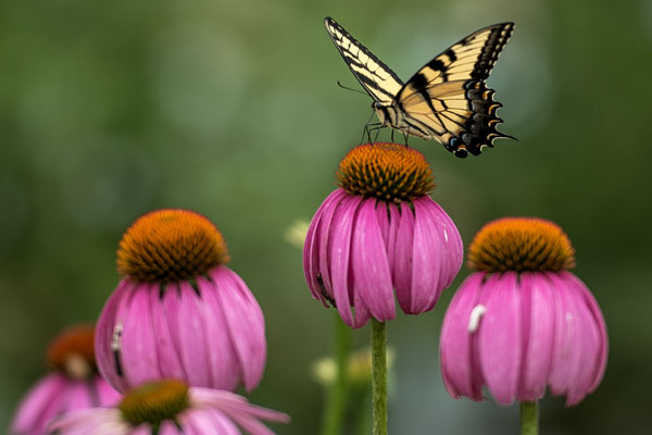 Pangaea-Plants-43-echinacea-pink-butterfly - United Plant Savers
