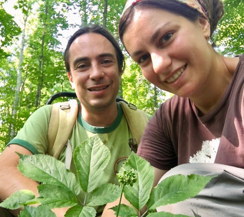 Giving The Green Light To Healthy Wild-simulated Ginseng Cultivation ...