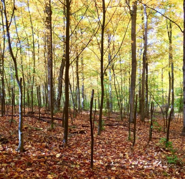 Giving The Green Light To Healthy Wild-simulated Ginseng Cultivation ...