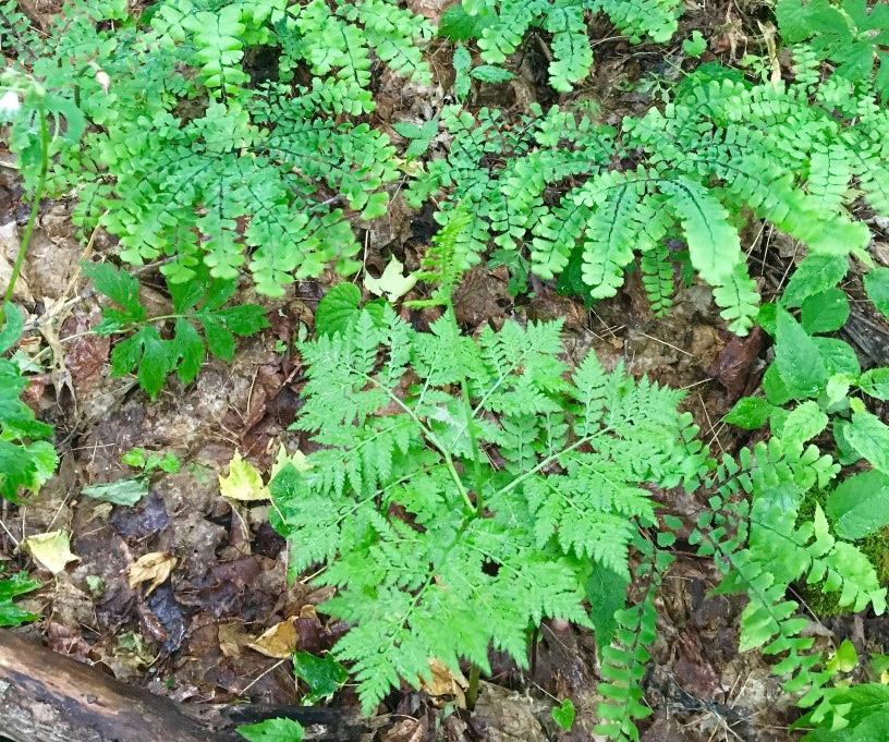 Giving The Green Light To Healthy Wild-simulated Ginseng Cultivation ...