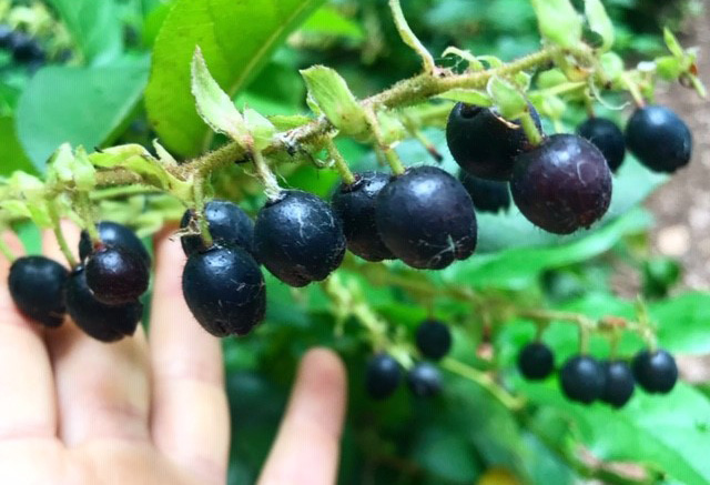 salal grows - United Plant Savers