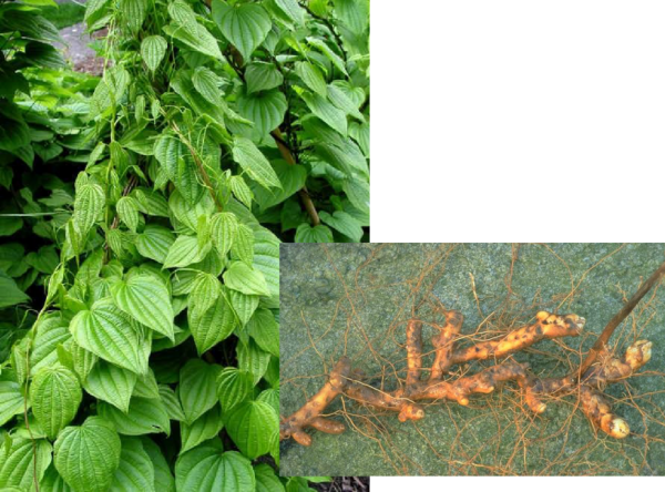 Wild Yam – Dioscorea villosa - United Plant Savers