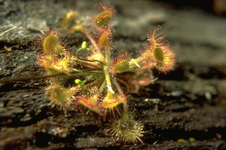 Sundew – Drosera spp. - United Plant Savers
