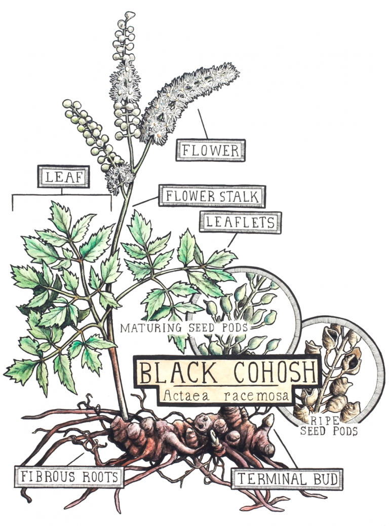 Black Cohosh Cultivation & Growing Guide. - United Plant Savers