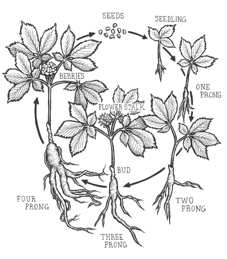 American Ginseng Cultivation & Growing Guide. - United Plant Savers