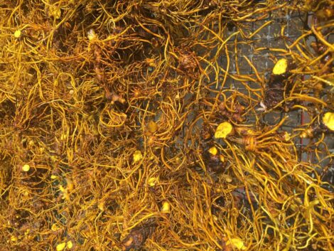 Goldenseal – Hydrastis canadensis - United Plant Savers