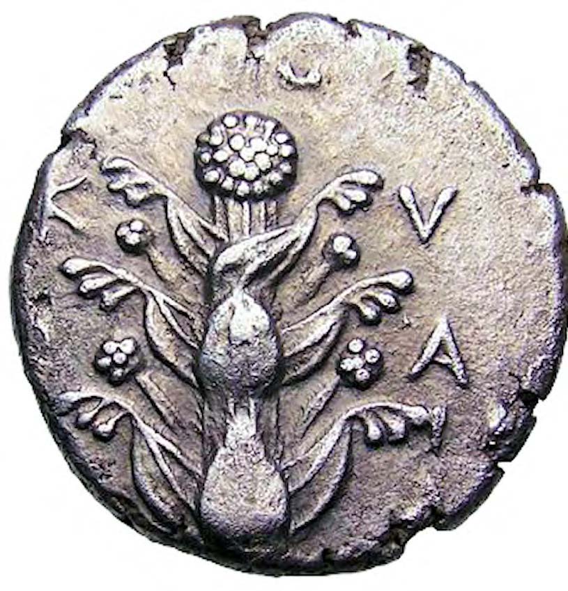 Trading Medicinal Plants in the Ancient World - United Plant Savers