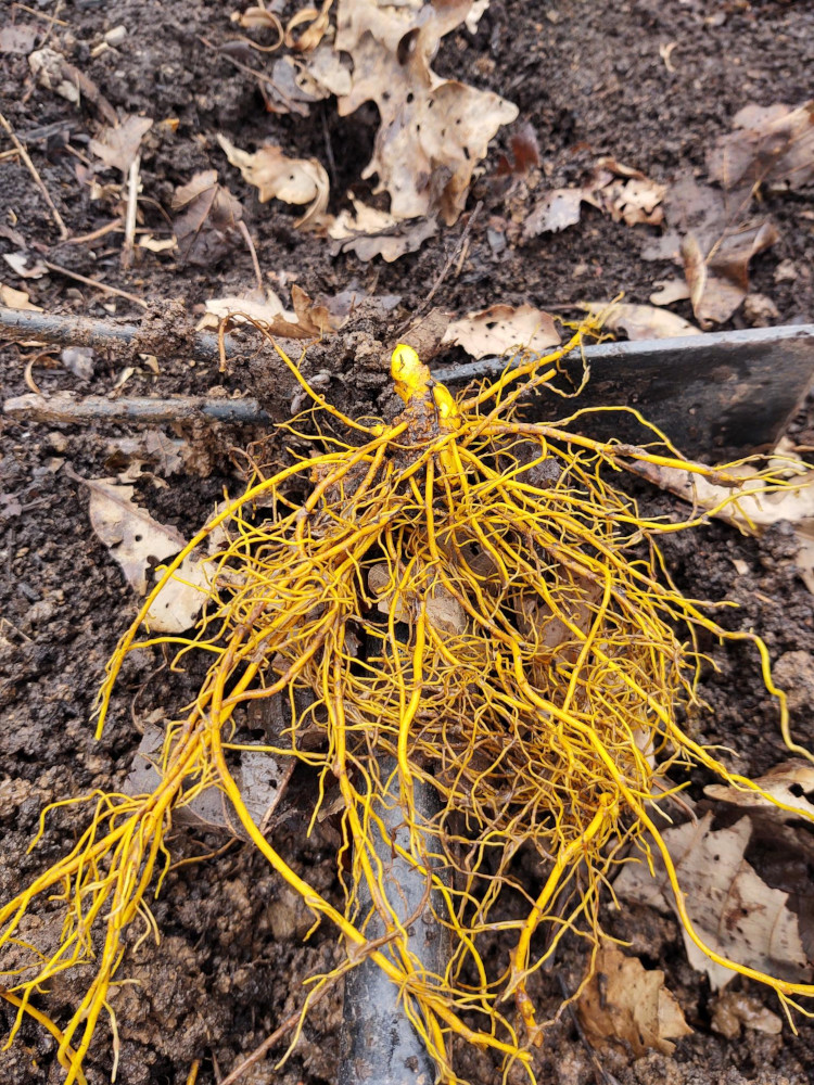 Seasons at the Sanctuary: Our Americorps Journey - United Plant Savers