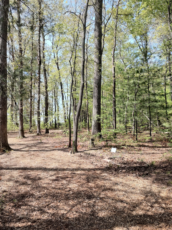 The Food Forest Will Feed Us - United Plant Savers