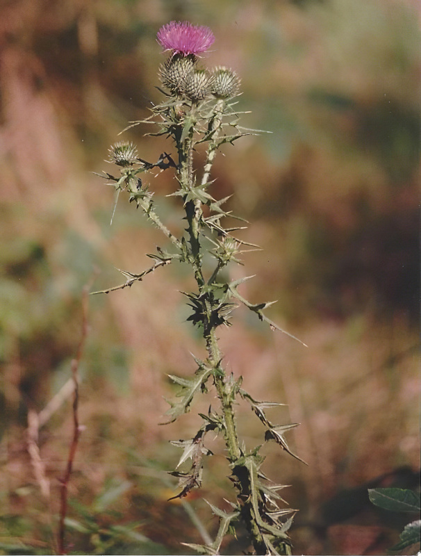 Bull-thistle-T2-enhance - United Plant Savers