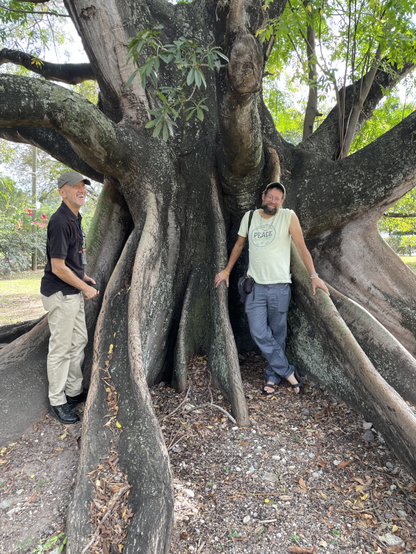 marc williams jamaica tree - United Plant Savers