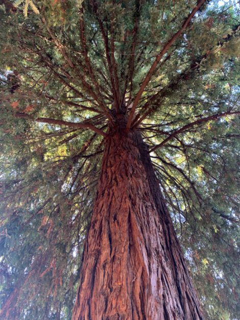 Redwood Trees: Loving and Beloved Community Elders - United Plant Savers