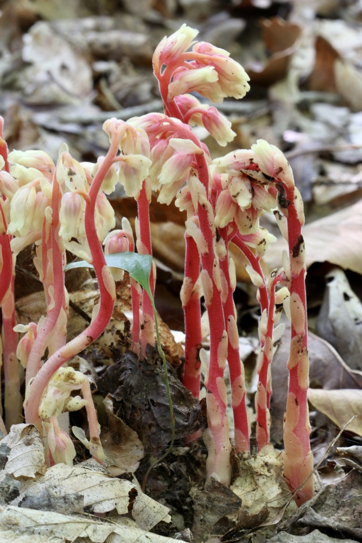 Ghost Pipe - Monotropa uniflora - United Plant Savers