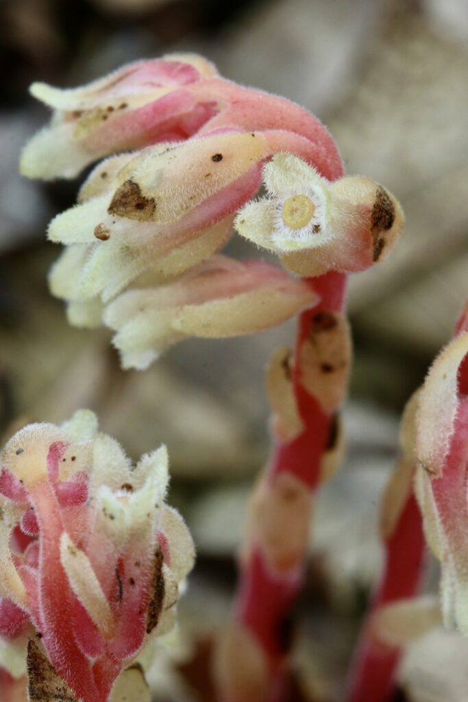 Ghost Pipe - Monotropa uniflora - United Plant Savers