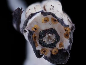 Ghost Pipe - Monotropa uniflora - United Plant Savers