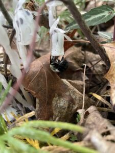 Ghost Pipe - Monotropa uniflora - United Plant Savers