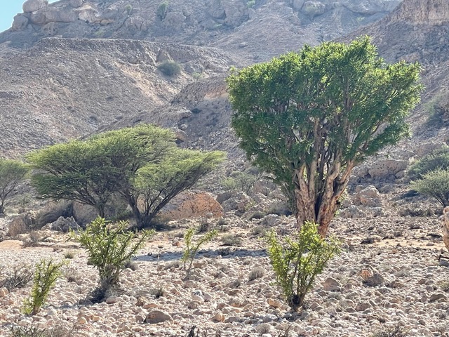 Frankincense Unveiled: From Ancient Times to Modern Global Markets ...